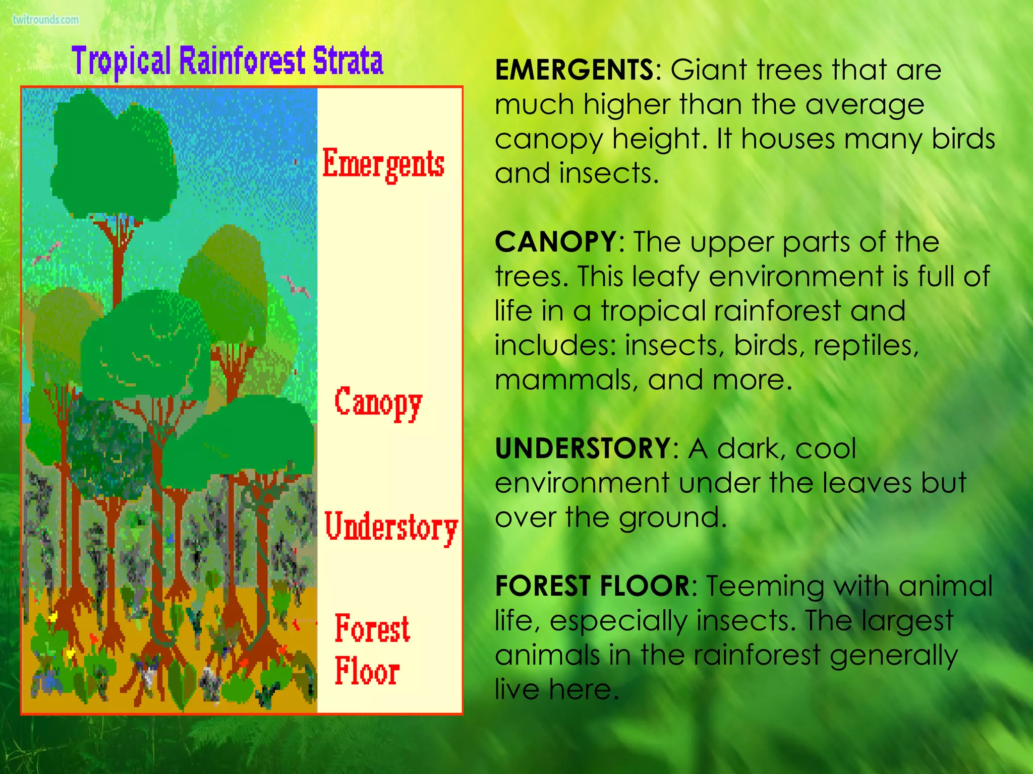 Tropical rainforests | PPT