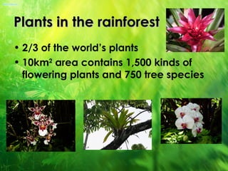 Tropical rainforests | PPT