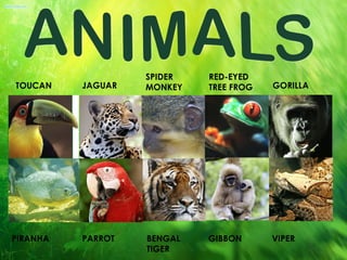 Tropical rainforests | PPT