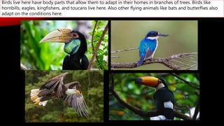 Tropical rainforests | PPTX