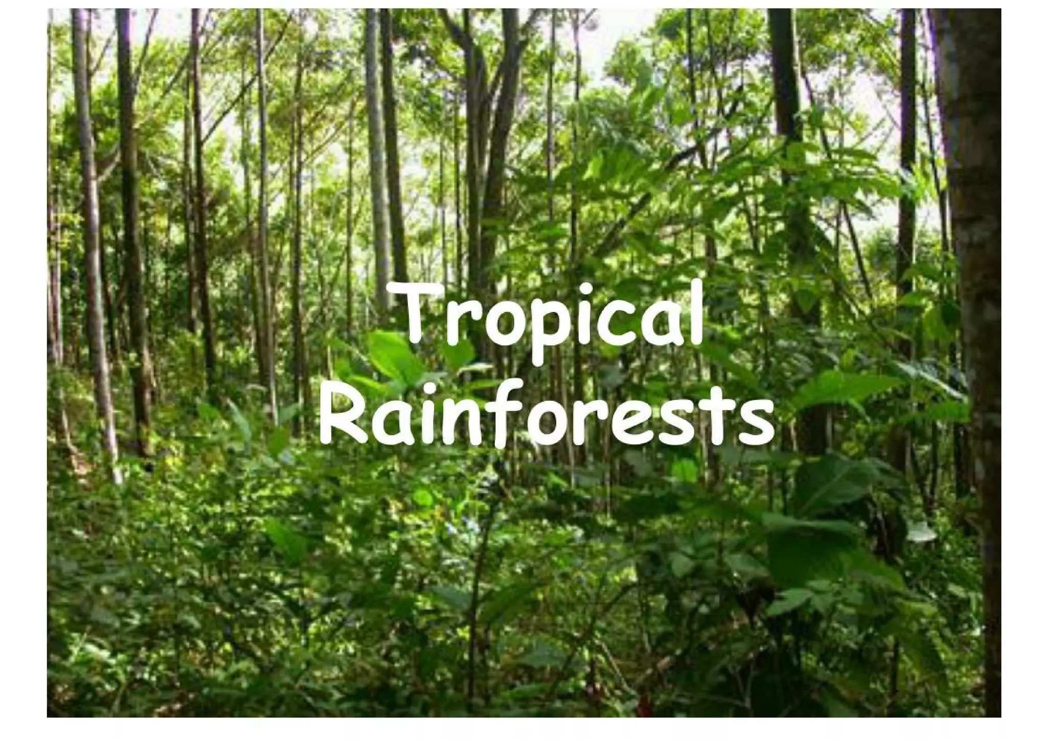 Tropical Rainforests | PDF