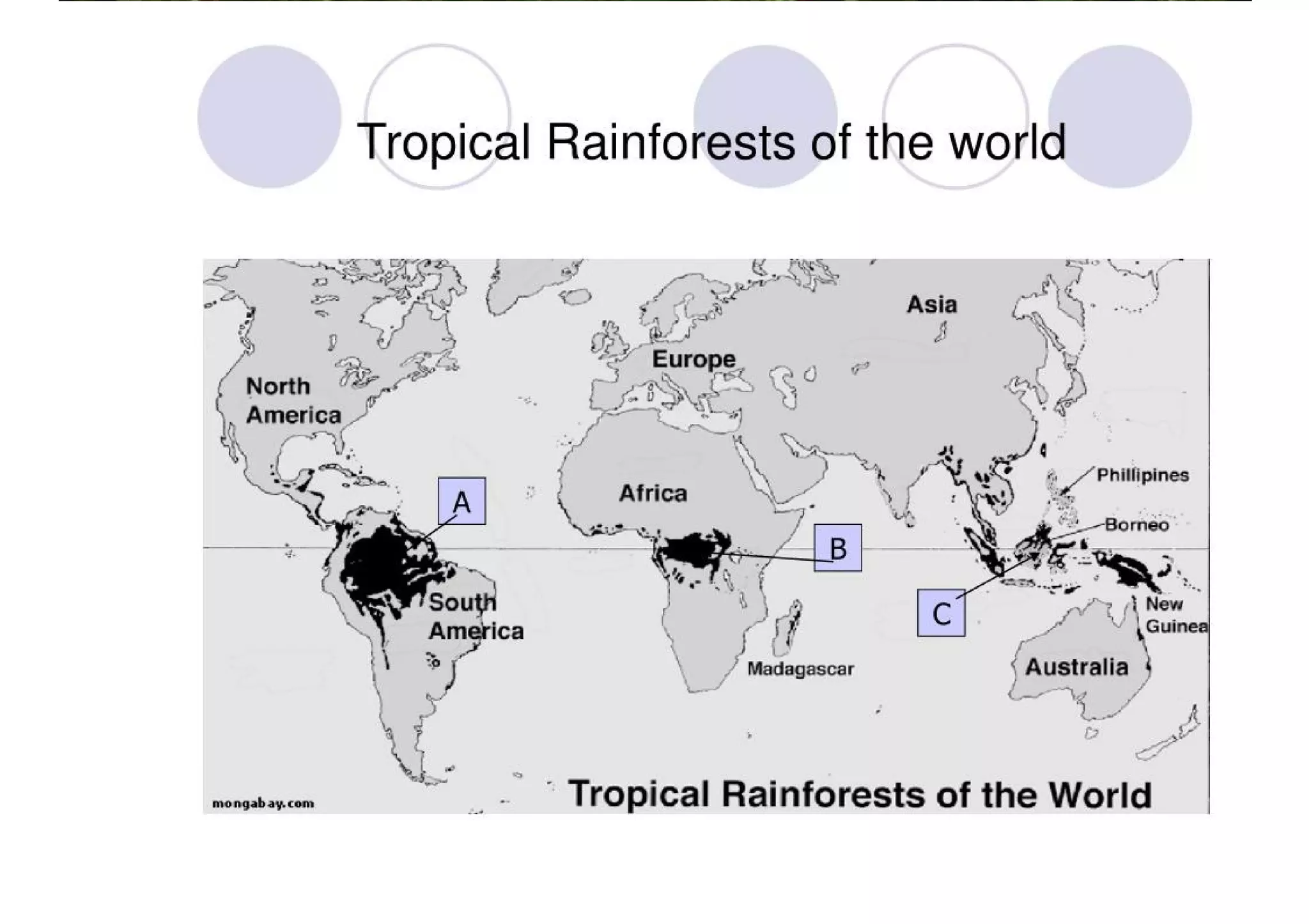 Tropical Rainforests | PDF