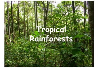 Tropical Rainforests | PDF