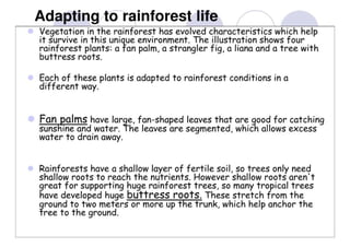 Tropical Rainforests | PDF