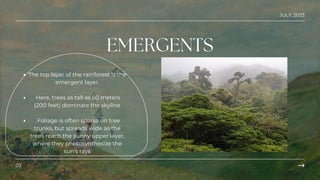 tropical rainforests (1).pdf