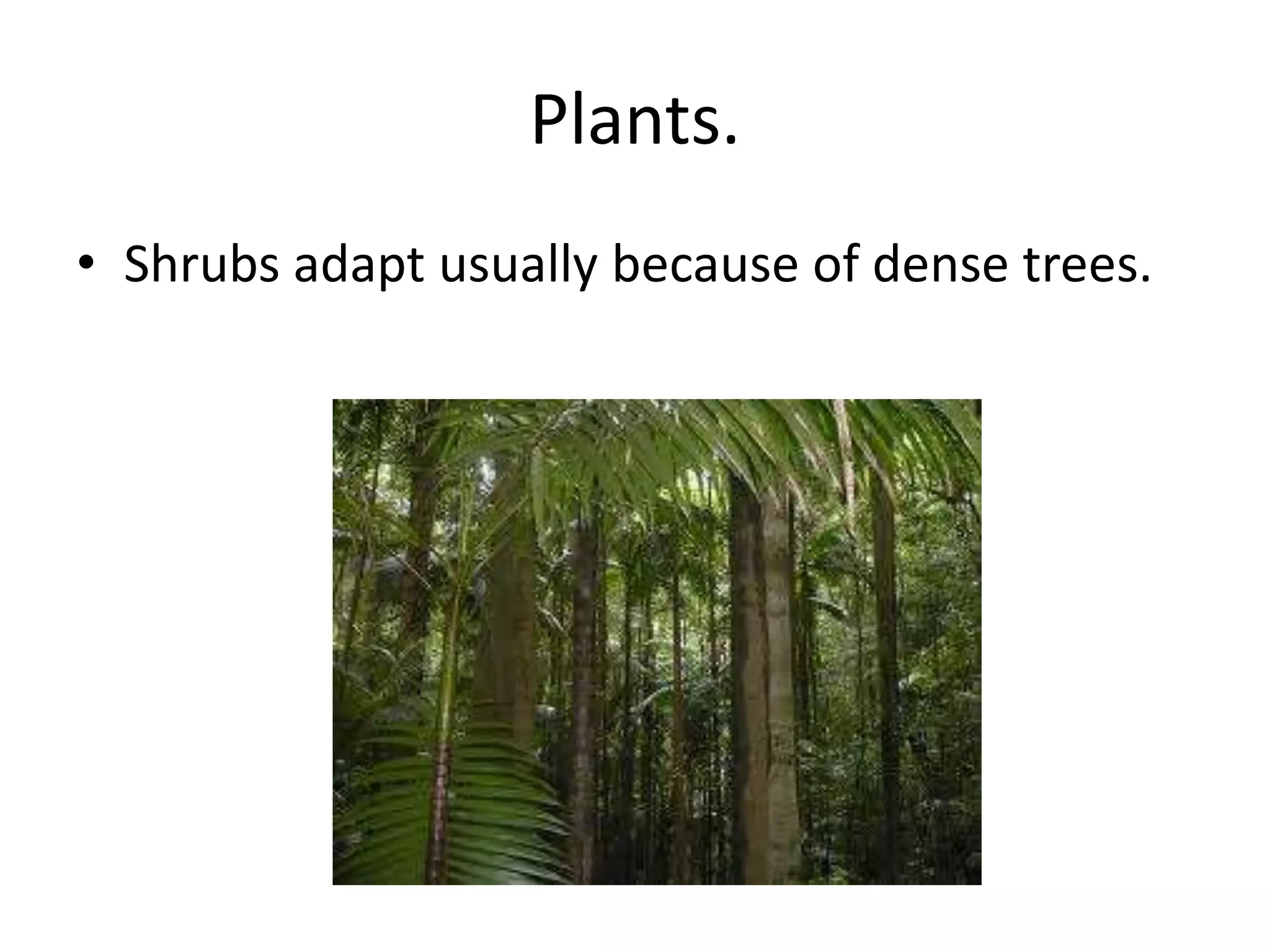 Tropical rain forest science 10 | PPTX