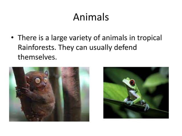 Tropical rain forest science 10 | PPTX