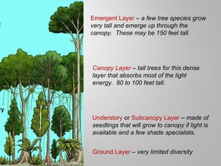 Tropical rainforests power pt | PPT