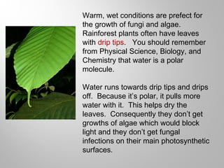 Drip Tips In The Tropical Rainforest