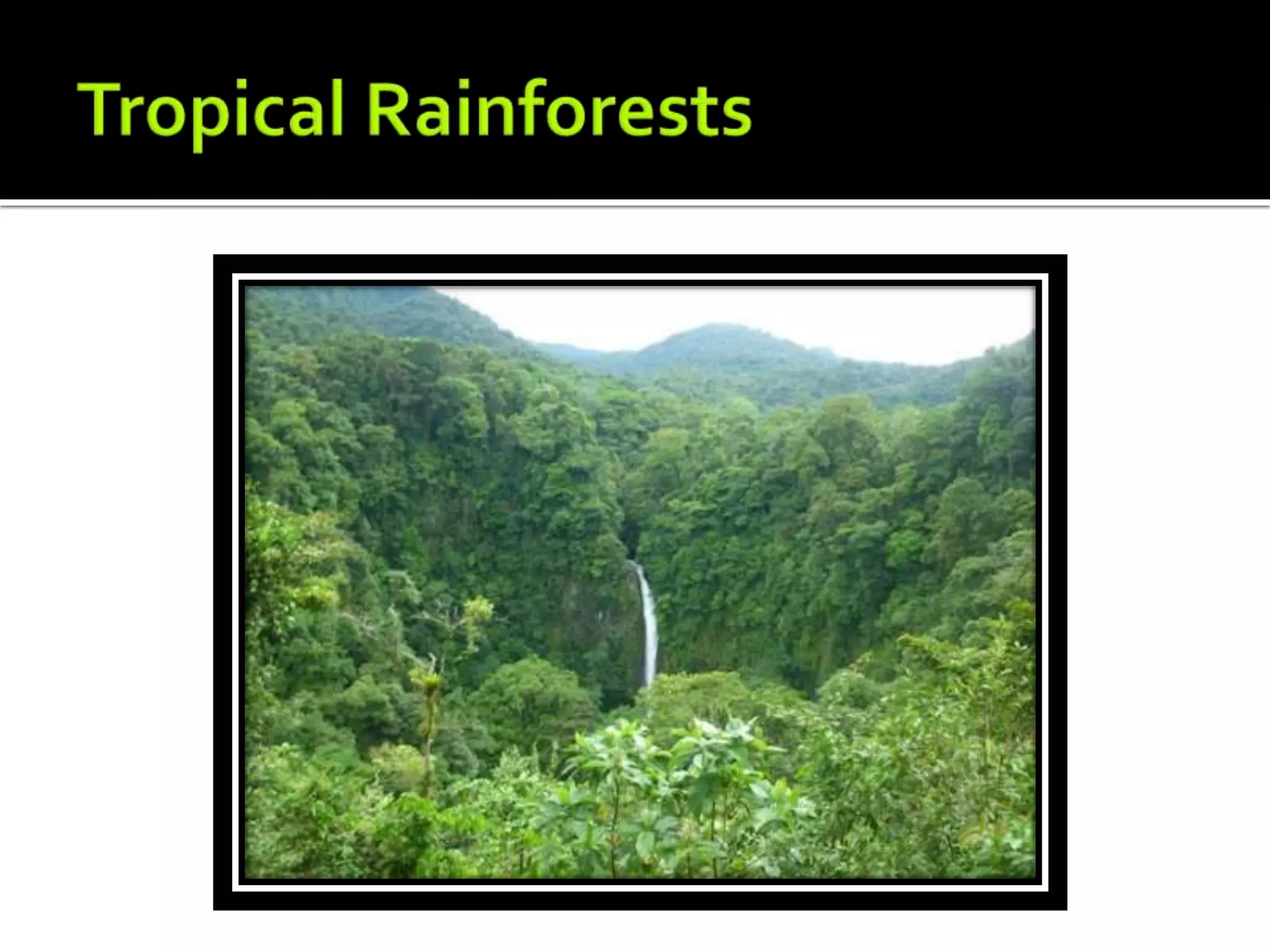 Tropical rainforests structure and adaptation | PPT