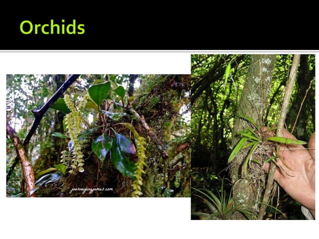 Tropical rainforests structure and adaptation | PPT