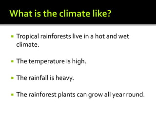 Tropical rainforests structure and adaptation | PPT