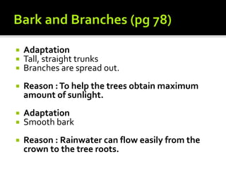 Tropical rainforests structure and adaptation | PPT