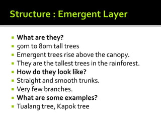 Tropical rainforests structure and adaptation | PPT