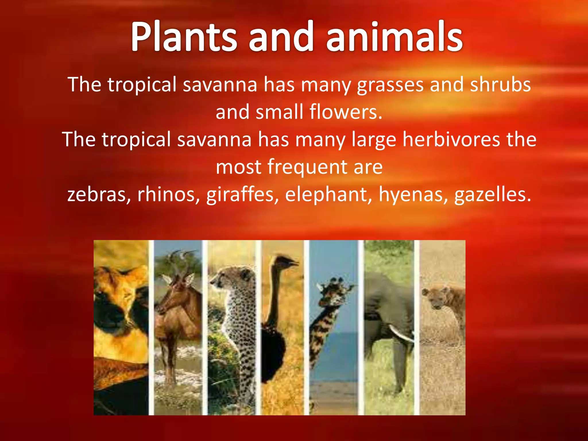Tropical savanna | PPTX