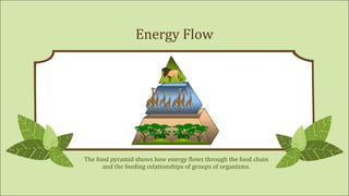 Tropical savanna period 3 | PPT