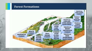 TYPE OF FOREST IN THE PHILIPPINES:TROPICAL SUBALPINE FOREST | PPTX