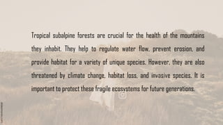 TYPE OF FOREST IN THE PHILIPPINES:TROPICAL SUBALPINE FOREST | PPTX