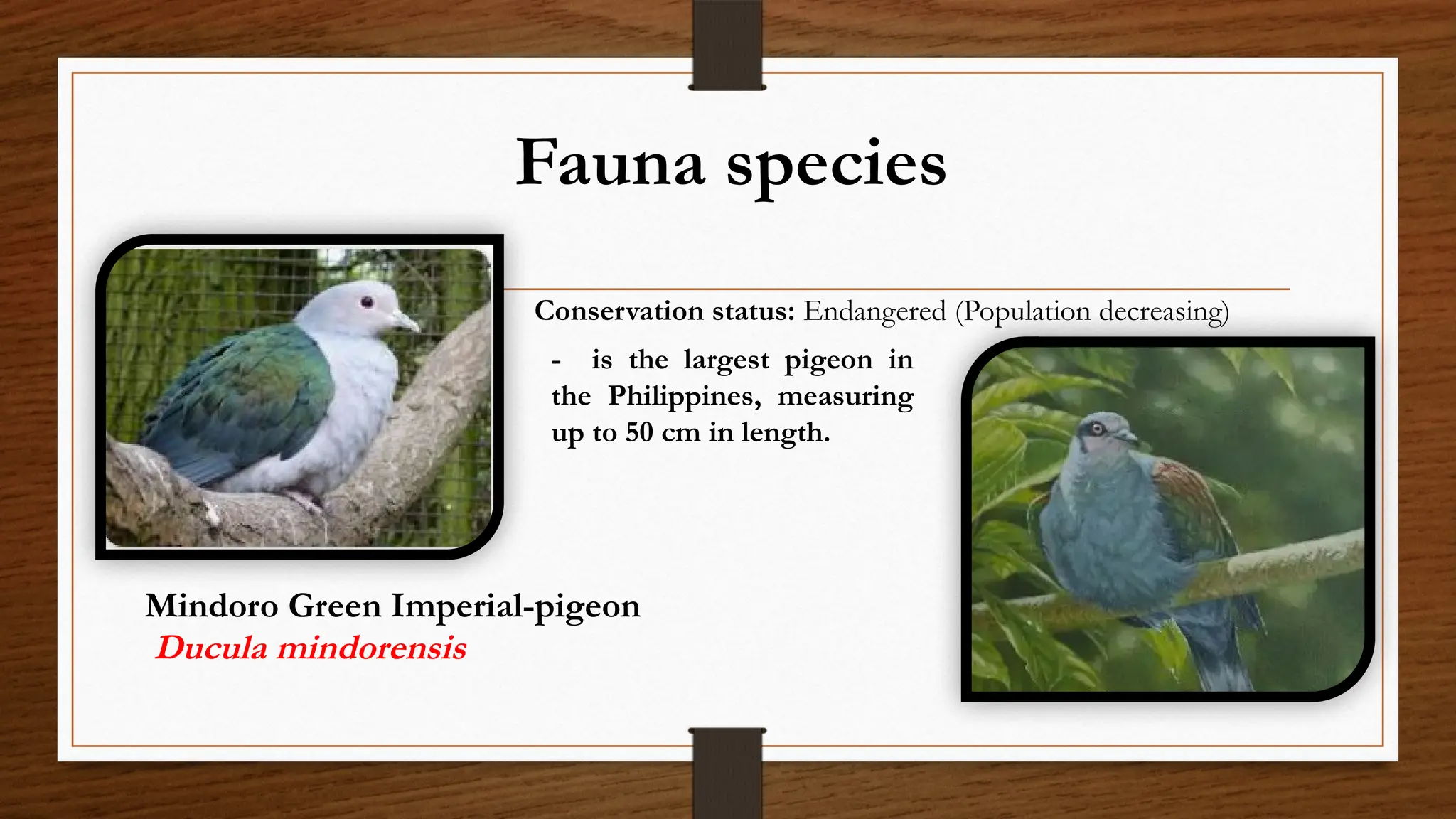 Tropical subalpine forest- Forest in the Philippines | PPTX