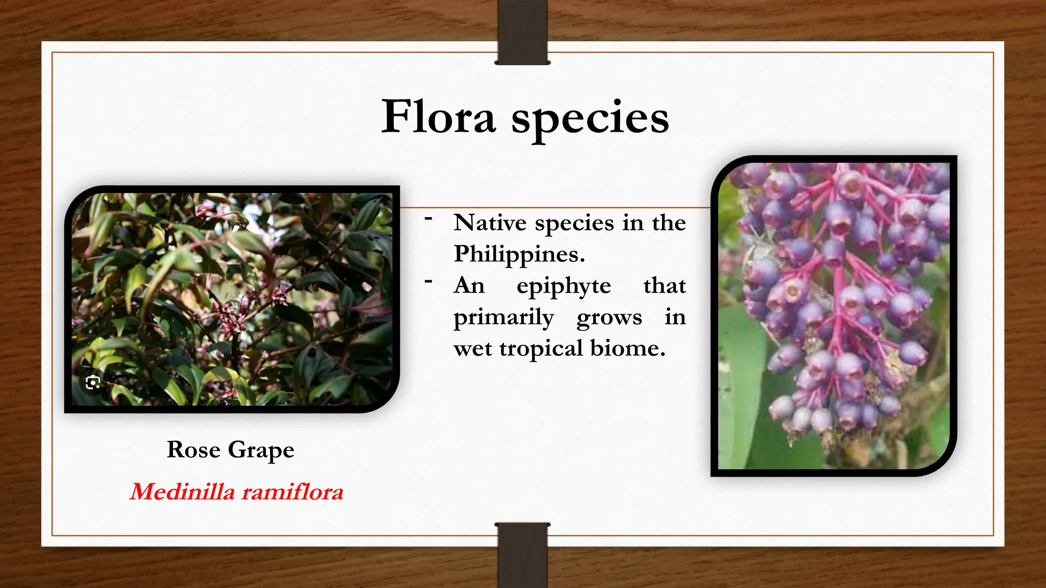 Tropical subalpine forest- Forest in the Philippines | PPTX