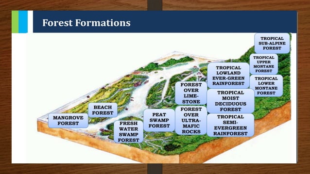 Tropical subalpine forest- Forest in the Philippines | PPTX