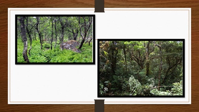 Tropical subalpine forest- Forest in the Philippines | PPTX