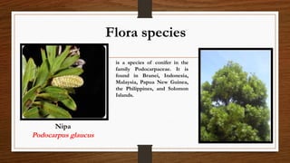 Tropical subalpine forest- Forest in the Philippines | PPTX