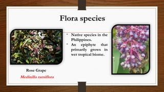 Tropical subalpine forest- Forest in the Philippines | PPTX