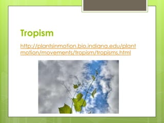 Tropism | PPTX