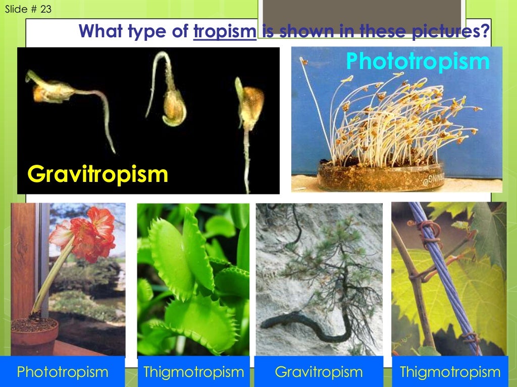 Tropism