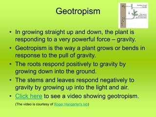 Tropism.ppt