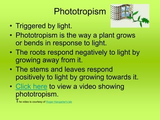 Tropism.ppt