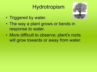 Tropism.ppt