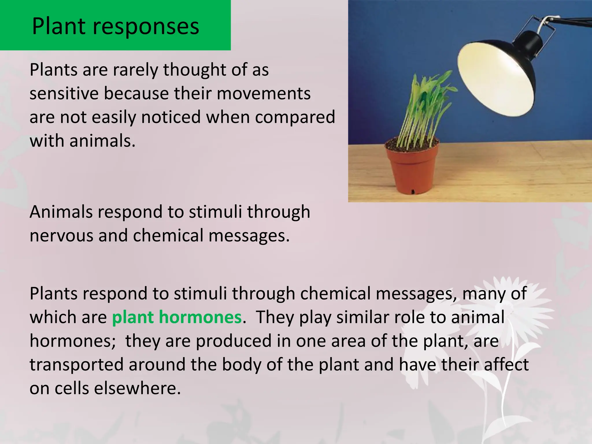 Tropism of plants 🪴 physiology presentation | PPT