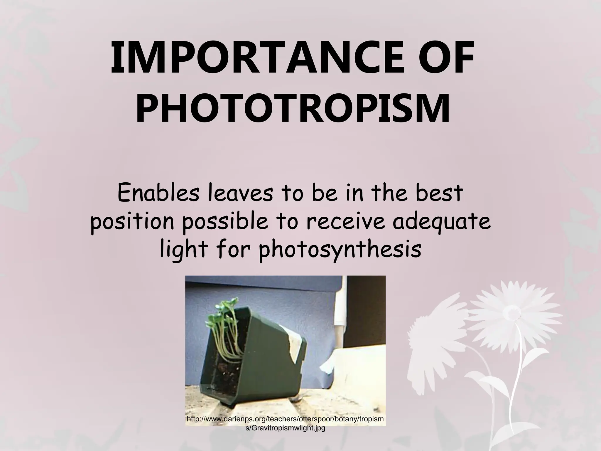 Tropism of plants 🪴 physiology presentation | PDF