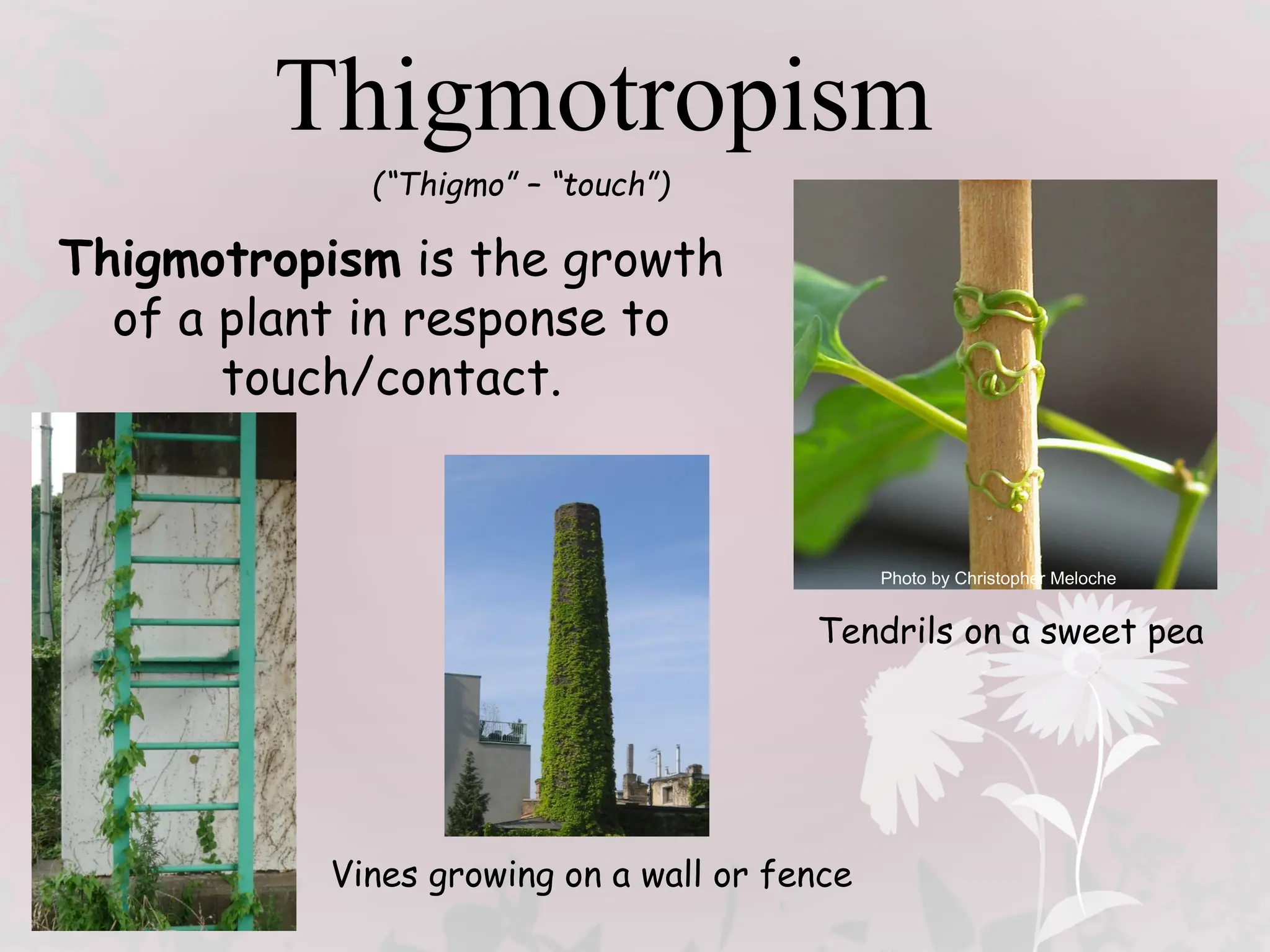 Tropism of plants 🪴 physiology presentation | PPT