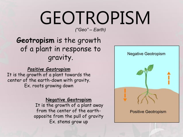 Tropism of plants 🪴 physiology presentation | PPT