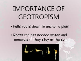 Tropism of plants 🪴 physiology presentation | PDF