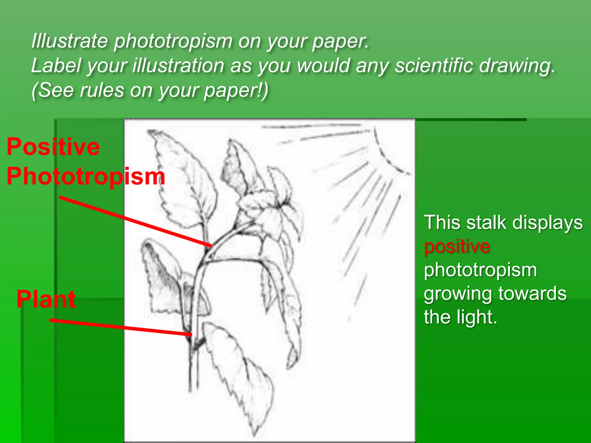 Tropism 2013 - 7th grade | PPTX