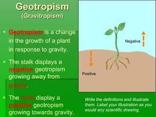Tropism 2013 - 7th grade | PPTX