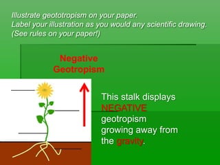 Tropism 2013 - 7th grade | PPTX