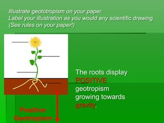 Tropism 2013 - 7th grade | PPTX