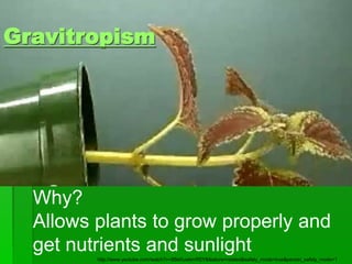 Tropism 2013 - 7th grade | PPTX