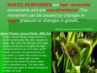 Tropism 2013 - 7th grade | PPTX