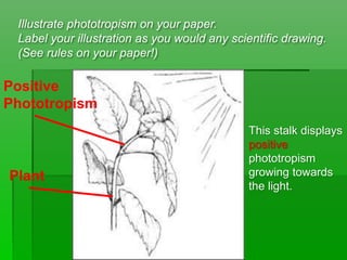 Tropism 2013 - 7th grade | PPTX