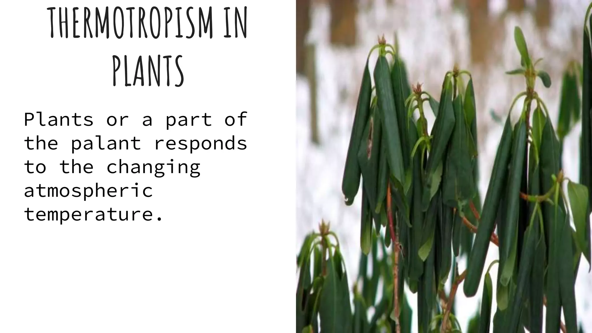 TROPISM IN PLANTS.pptx