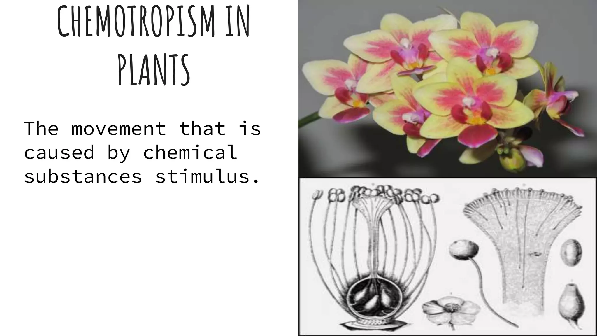 TROPISM IN PLANTS.pptx