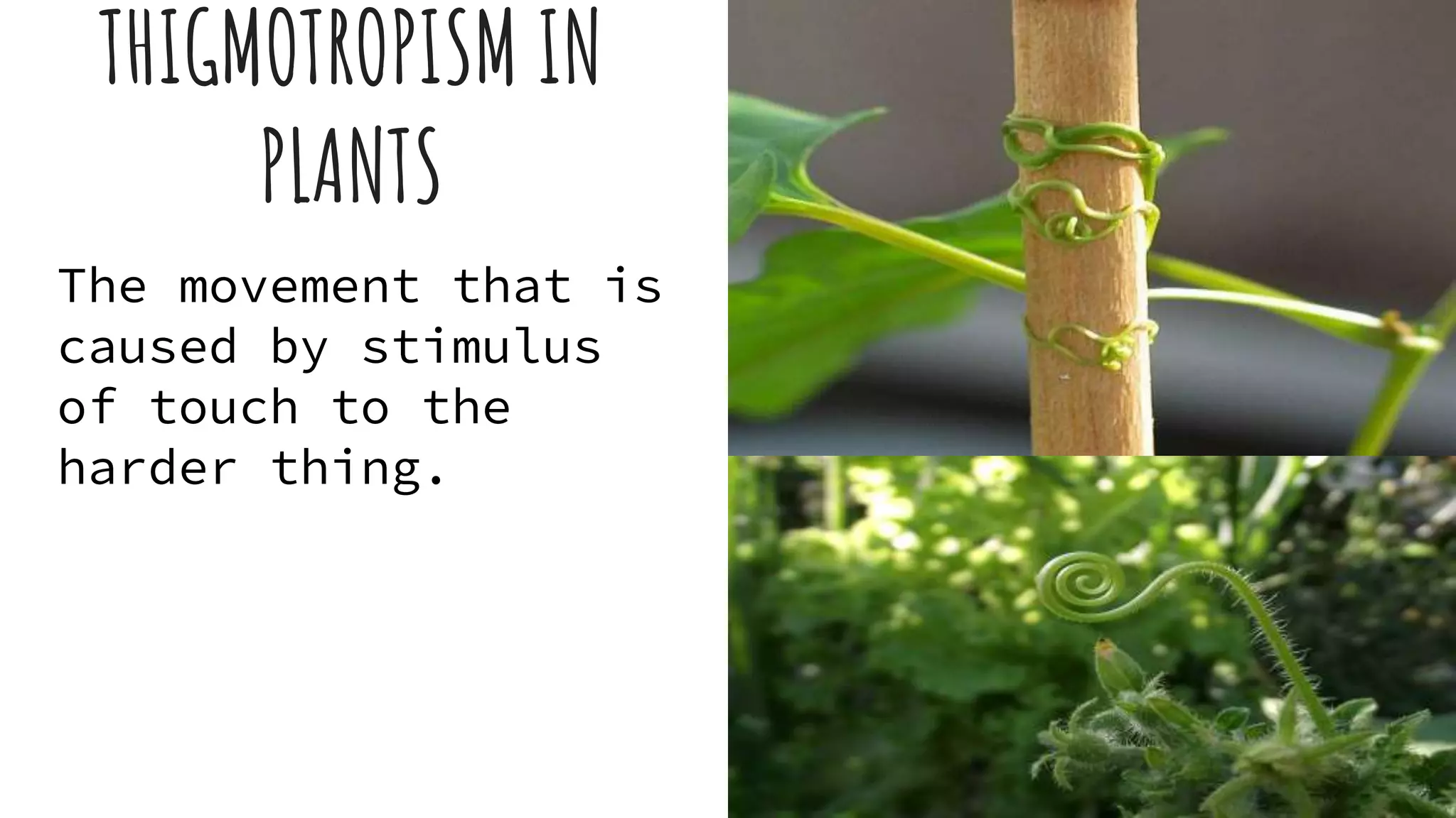 TROPISM IN PLANTS.pptx