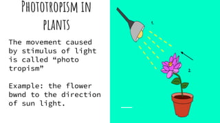 TROPISM IN PLANTS.pptx