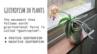 TROPISM IN PLANTS.pptx